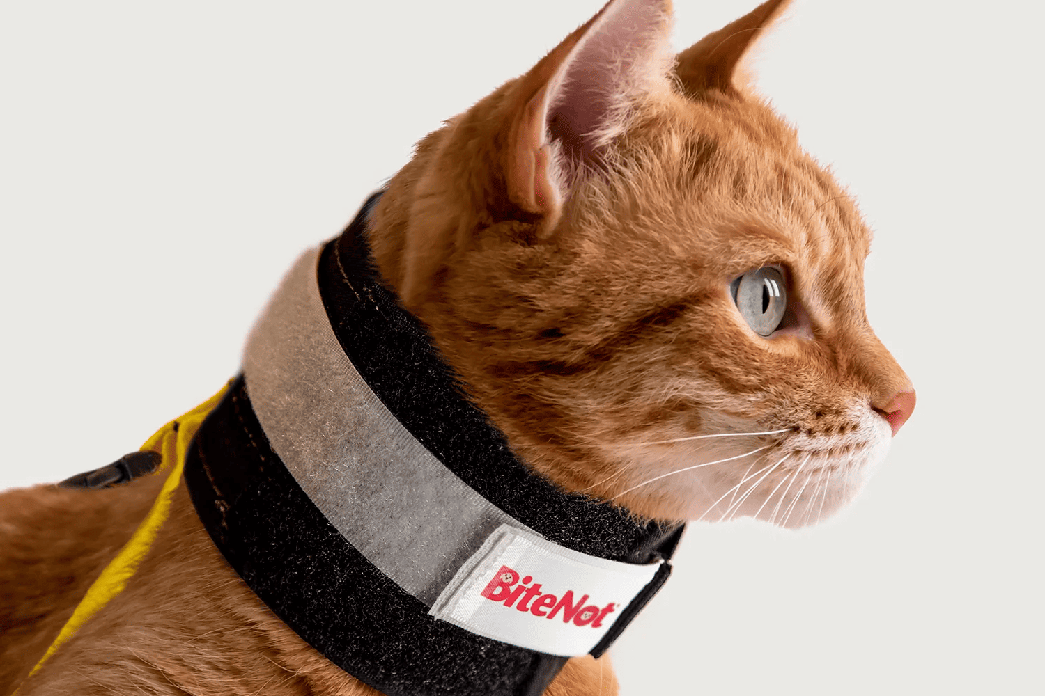 BiteNot Official Website - Premium Collars